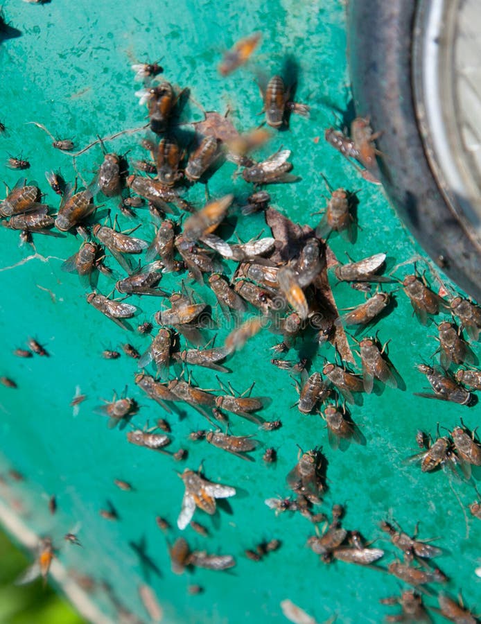 Gadfly - dangerous insect stock photo. Image of winged - 61268082
