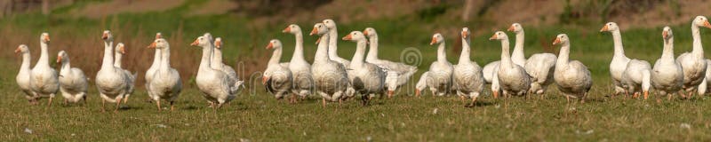 Many Geese on an Green Medow. Stock Image - Image of group, lawn: 132501561