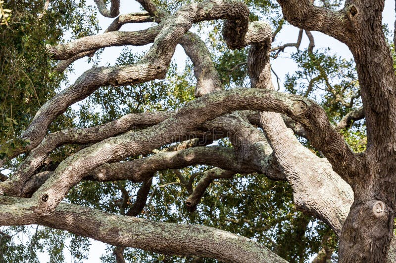 Old And Gnarled Tree With Many Limbs And A Large Trunk Stock Image ...
