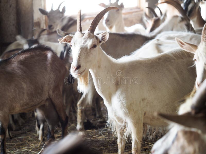 Many goats on farm stock image. Image of nature, farm - 202219741