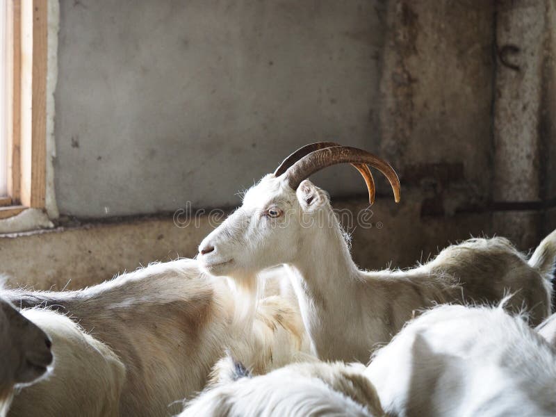 Many goats on farm stock photo. Image of livestock, group - 202219766