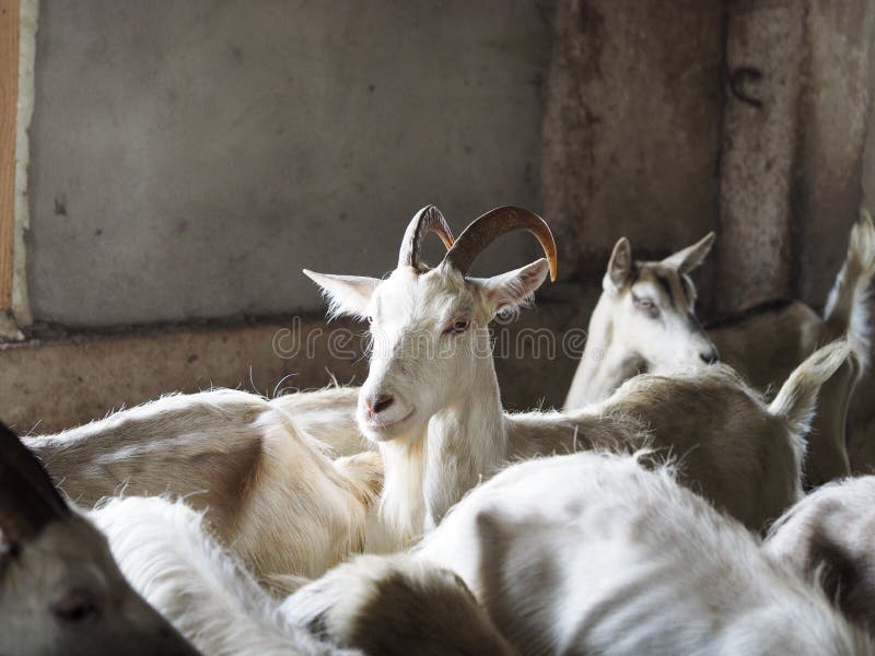 Many goats on farm stock image. Image of country, farm - 202219809