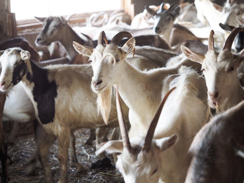 Many goats on farm stock photo. Image of white, farming - 202220262