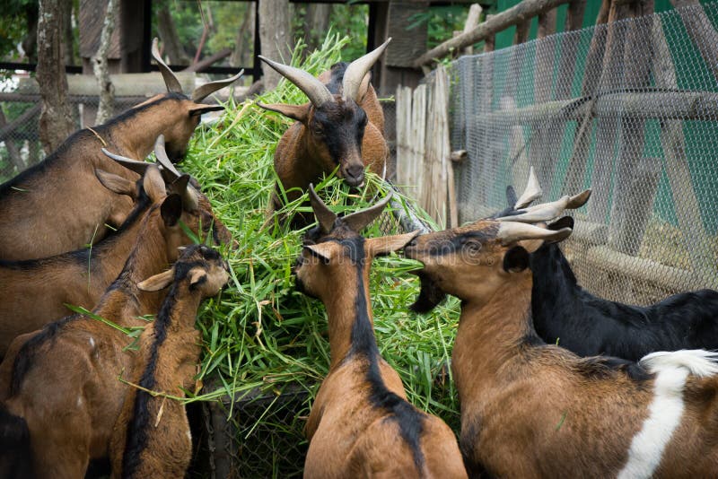 Many goats in farm stock image. Image of farming, forest - 63142897