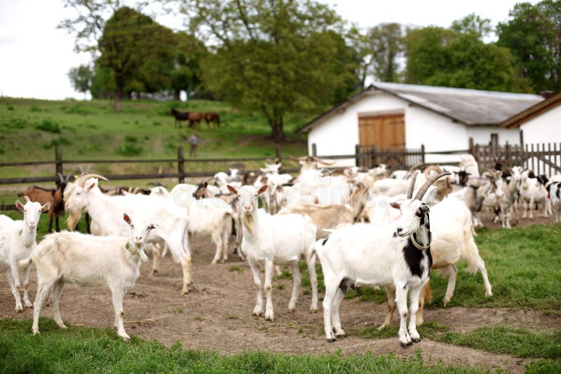 Many goats on the farm stock image. Image of brown, head - 87670135