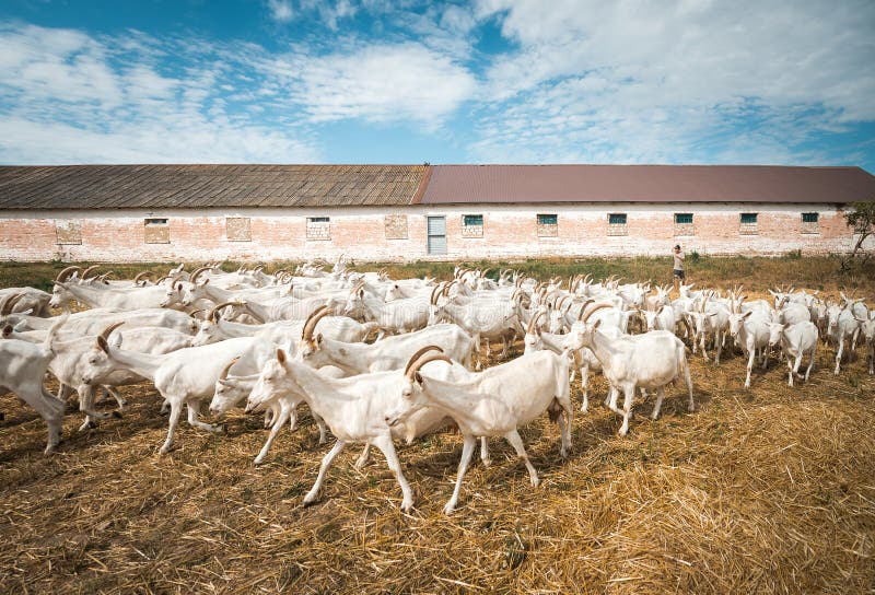 Many Goats on the Field. Herd of Goats Stock Image - Image of rural ...