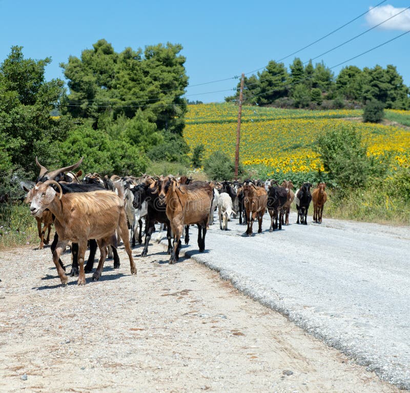 Many Goats stock image. Image of horns, female, horned - 41871897