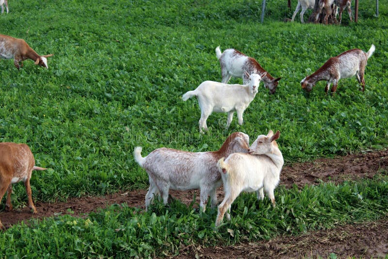 Many goats stock image. Image of ling, beef, farmland - 49350069