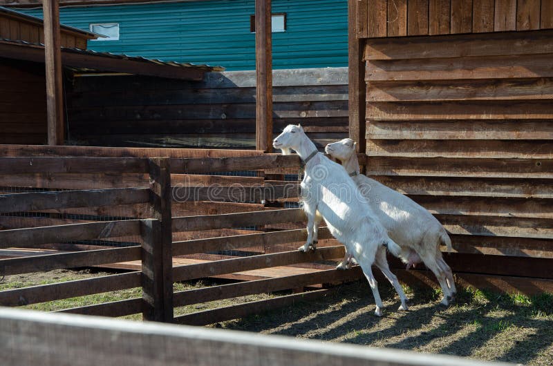 Many goats in the paddock stock image. Image of livestock - 115704369