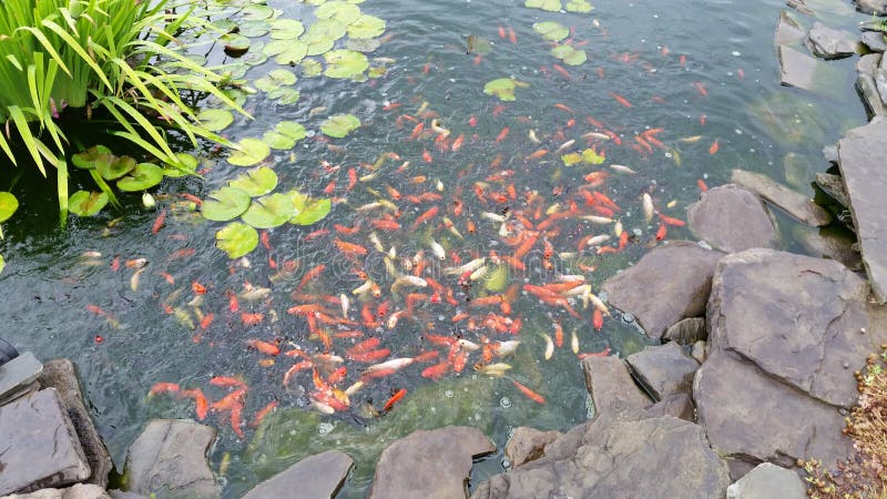 Fish pond stock photo. Image of fish, pond, goldfish - 121369822