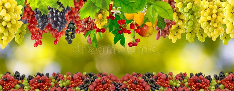 Many Grapes on a Green Background Stock Photo - Image of nature, food ...