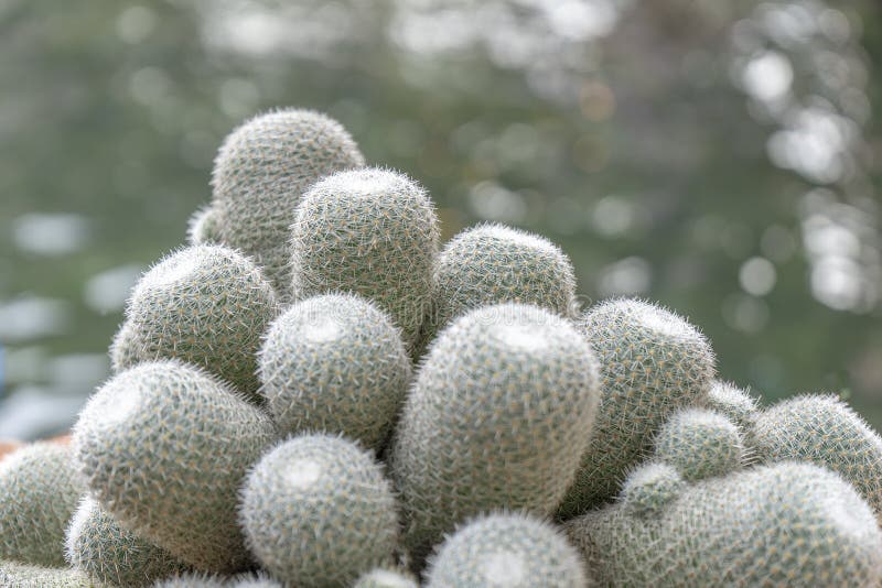 Many Gray Cactus and Bokeh Backgrounds. Stock Image - Image of ...