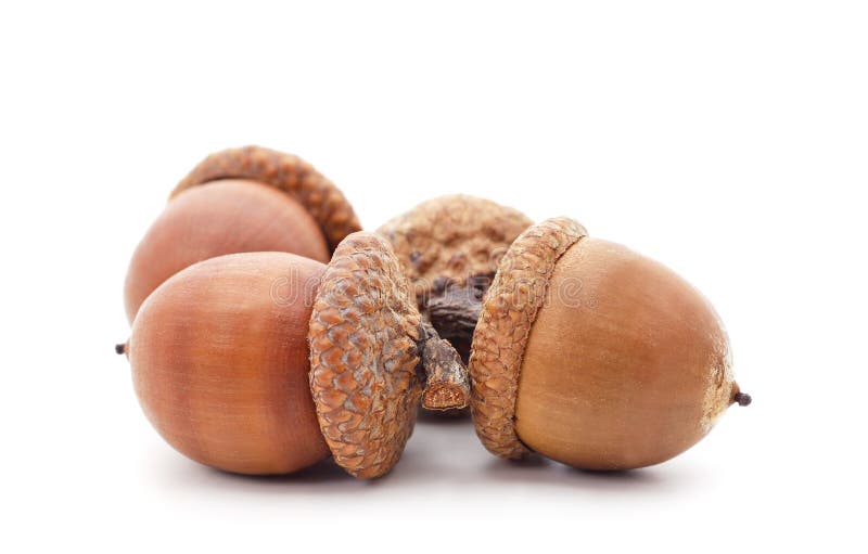 Many green acorns stock image. Image of forest, acorns - 174640821