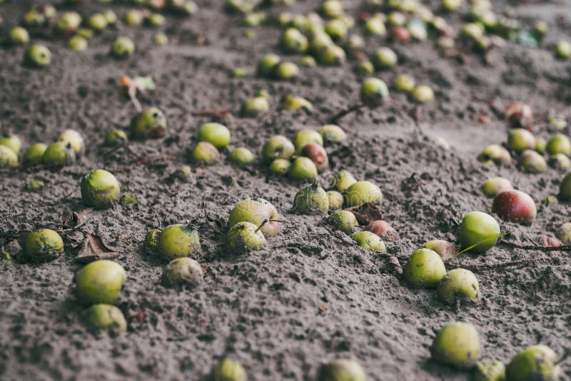 Many Green Apples on the Ground Stock Image - Image of harvest, vibrant ...