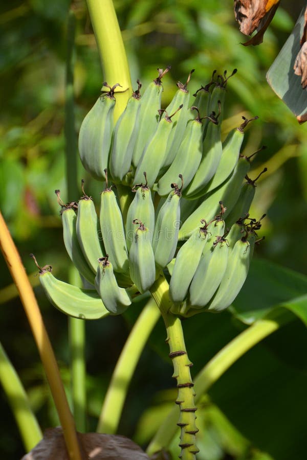 Many Green Bananans in Rows Stock Photo - Image of agriculture, fruit ...
