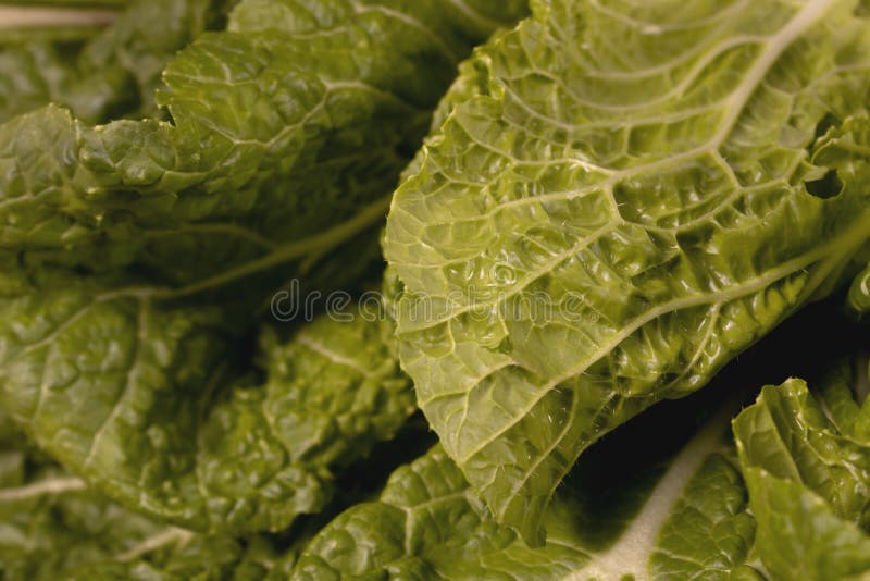 Many Green Broad Leaves of Plants Stock Photo - Image of vegetable ...