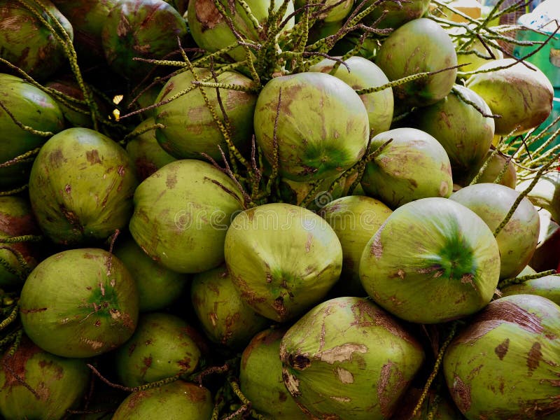 Many green coconuts stock photo. Image of fresh, agriculture - 136062252