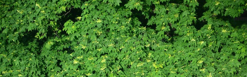 Green Flowering Maple Trees Close Up Top View Stock Photo - Image of ...