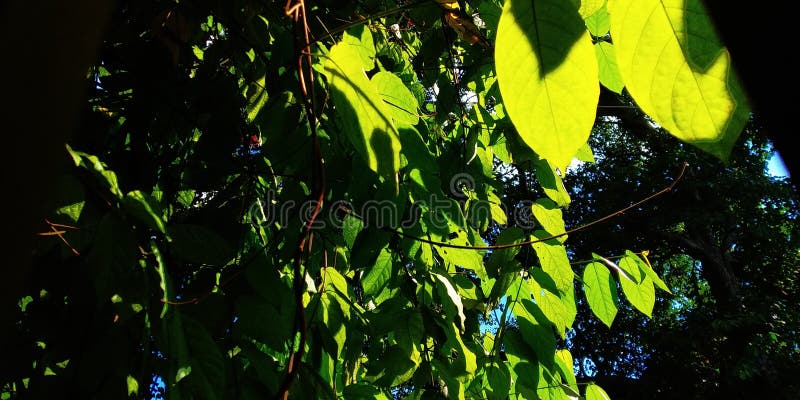 Many Green Leaves in the Nature Stock Image - Image of jungle, autumn ...