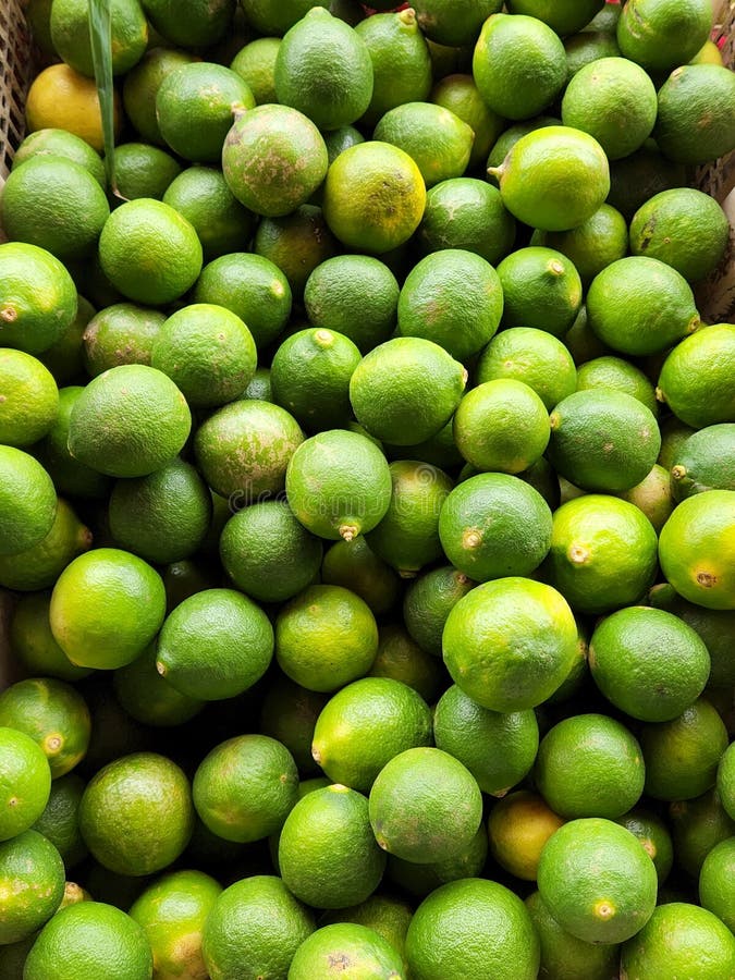 Many green lime stock photo. Image of food, branch, produce - 262109674