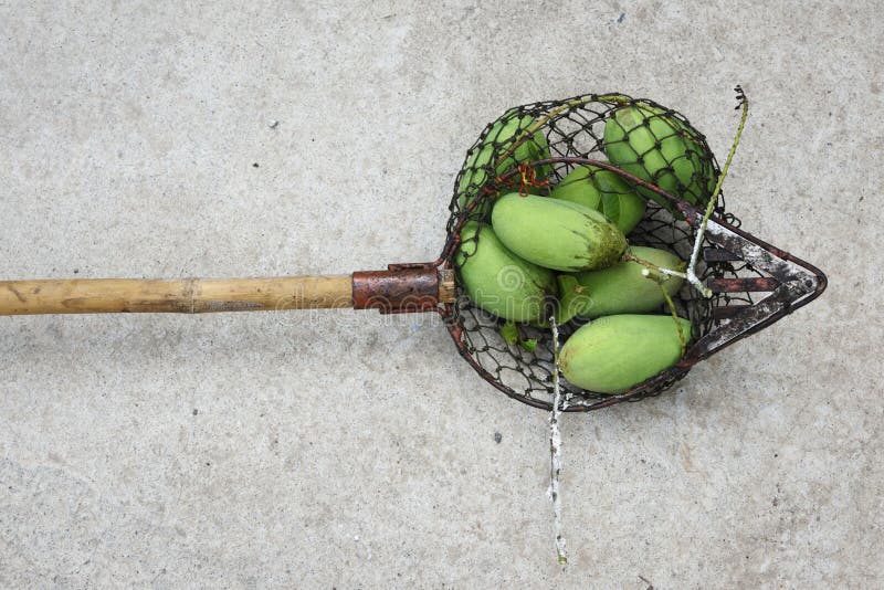 Many Green Mangoes on Wooden Fruit Picker Stock Image - Image of ...