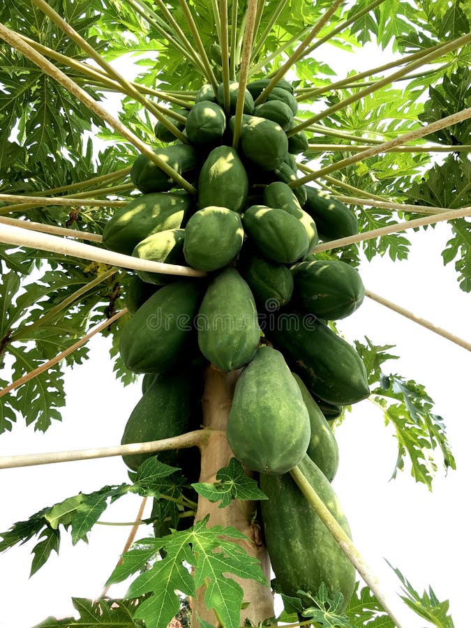 Green Papayas on Papaya Tree Stock Image - Image of papayas, papaya ...