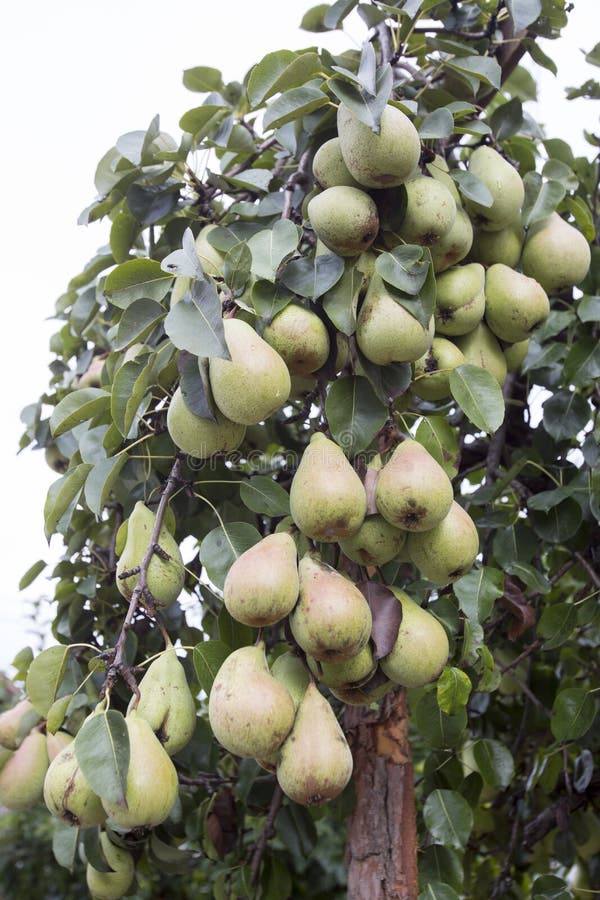 Many green pears on a tree stock image. Image of green - 46098795