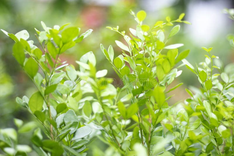 Many Many Green Small Leaves and Blurred Background Stock Photo - Image ...