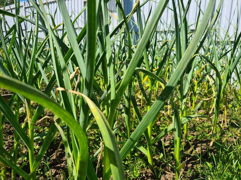 Many Green Stalks of Garlic in a Row in Garden Stock Photo - Image of ...