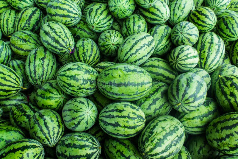 Many Green Sweet Watermelon Stock Photo - Image of health, nature: 44874532