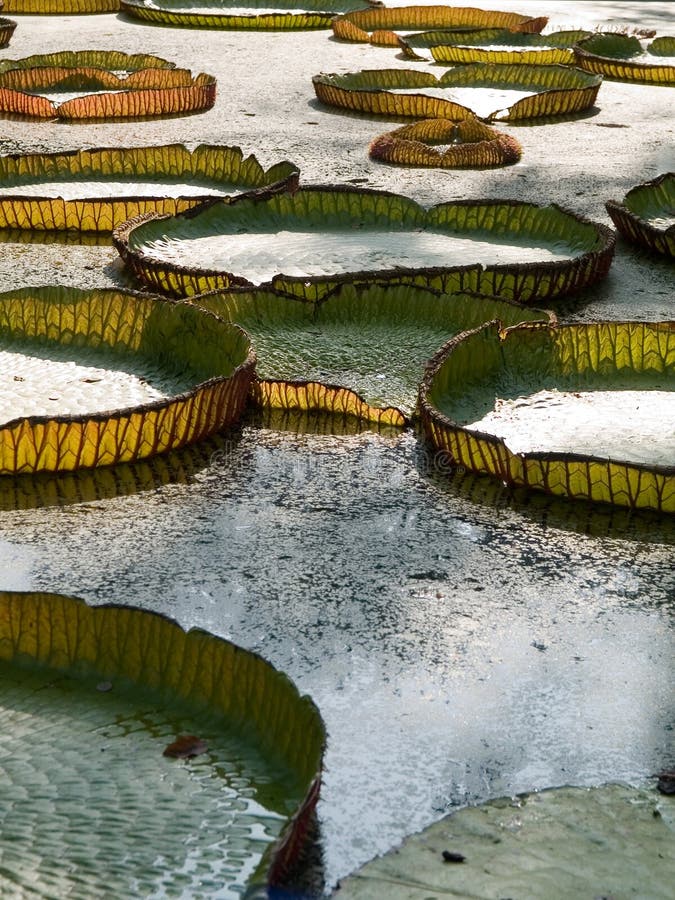 Green Victoria Bush Planted in the Ground, Transplanting Plants in the ...