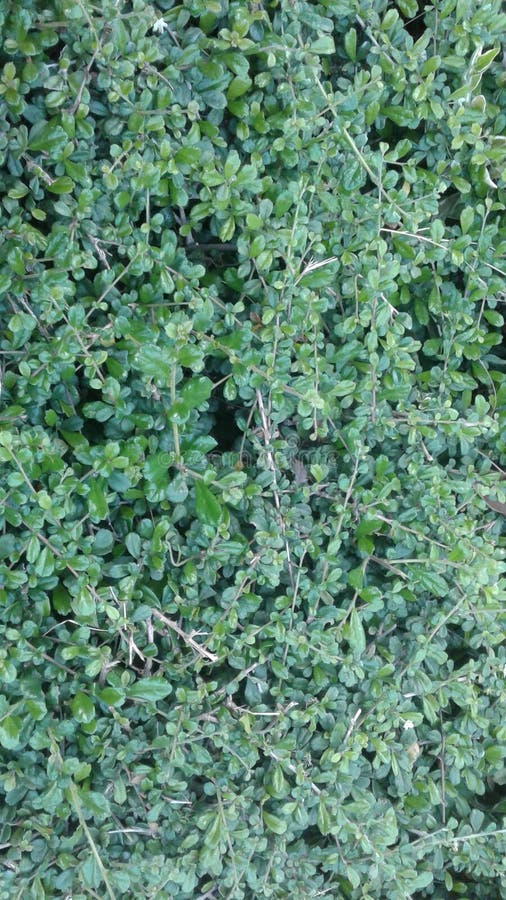 Many Greenary Small Little Leaves Stock Image - Image of leaves, little ...