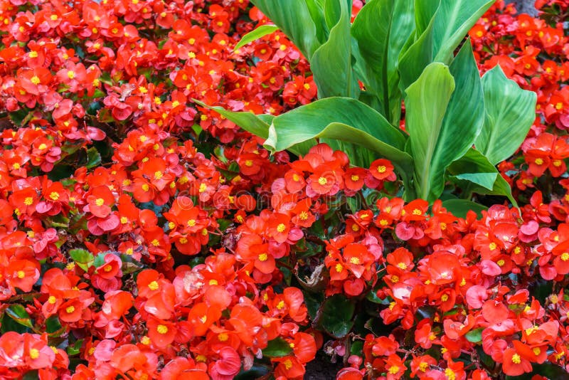 Many Growing Red Flowers on Field with Green Leaves Stock Image - Image ...