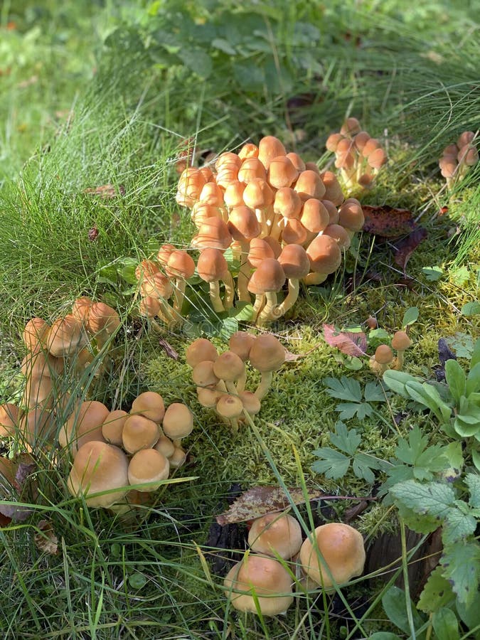 Grumpy Mushrooms Stock Photos - Free & Royalty-Free Stock Photos from ...