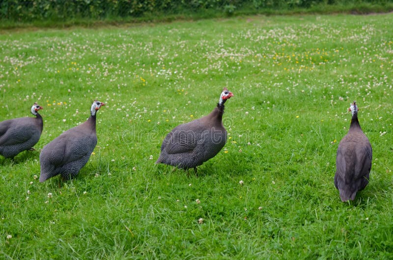 Many Guinea Fowls Grazing on Green Grass Stock Photo - Image of fowls ...