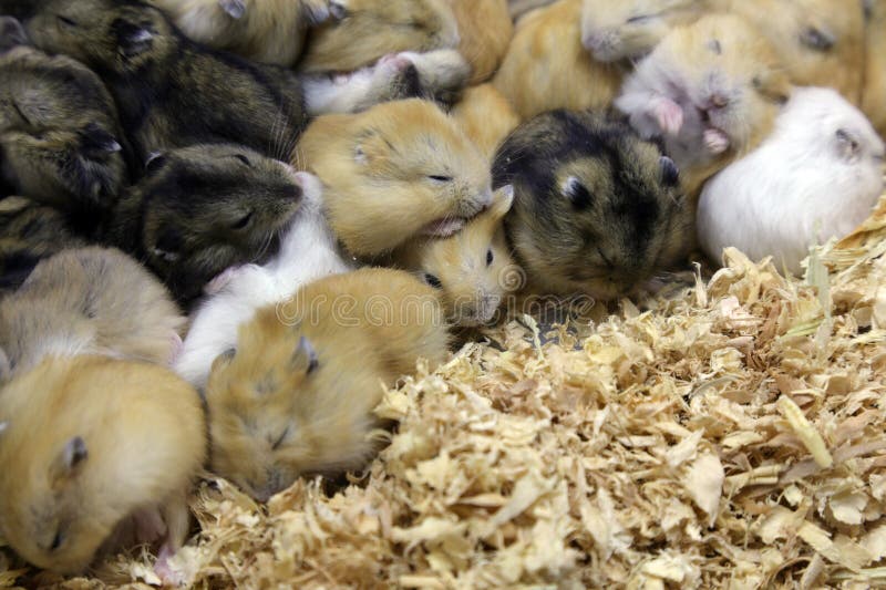Many Hamsters Gathered Together Stock Image - Image of animals, mammal ...