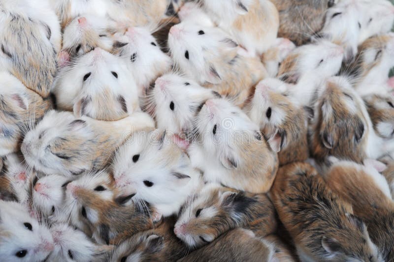 Many hamsters top view stock photo. Image of color, mammal - 12041128