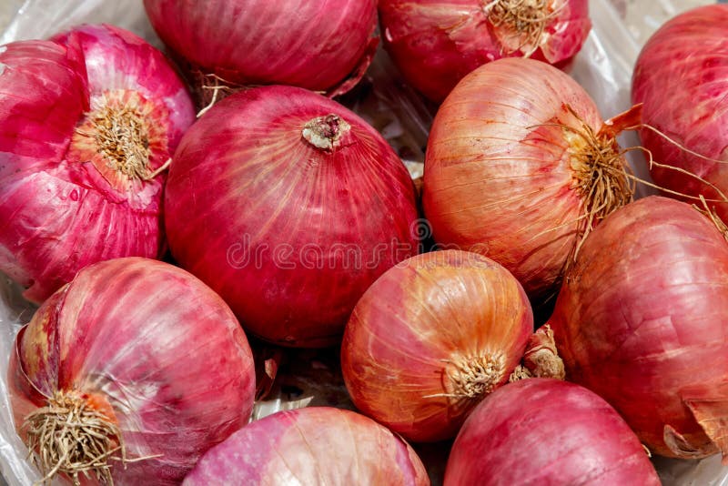 Many Harvested Unpeeled Red Onions in a Pile Stock Image - Image of ...