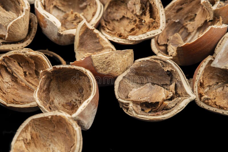 Many Hazelnut Shells Top View Stock Image - Image of clipping, shell ...