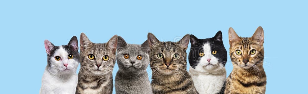 Many Head Shot Cats Looking at the Camera on Blue Background Stock ...
