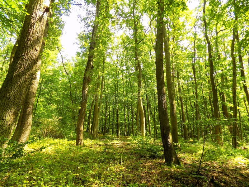 Many High Deciduous Trees in Deciduous Forest Stock Image - Image of ...