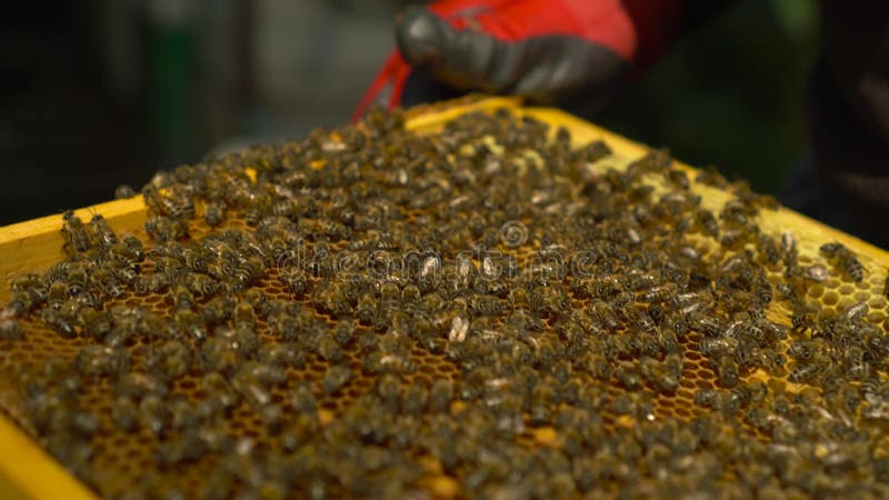 Many Honey Bees on a Frame with Honeycombs. the Beekeeper Holds a Frame ...