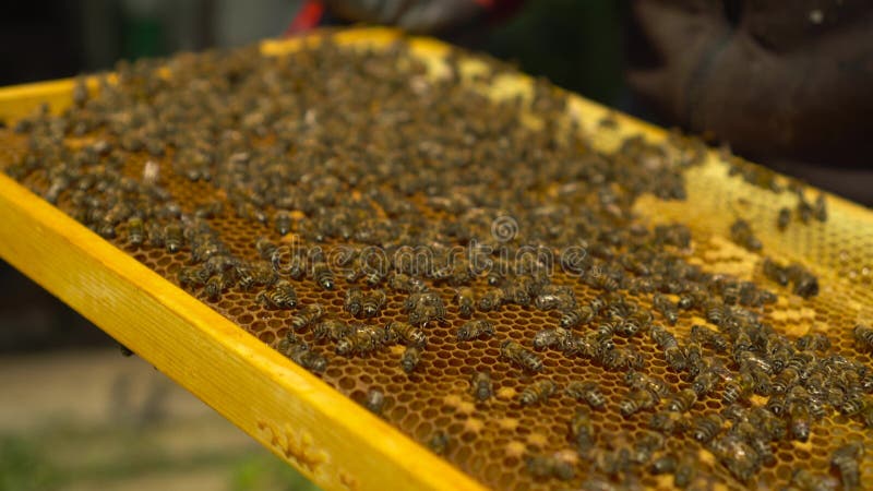 Many Honey Bees on a Frame with Honeycombs. the Beekeeper Holds a Frame ...