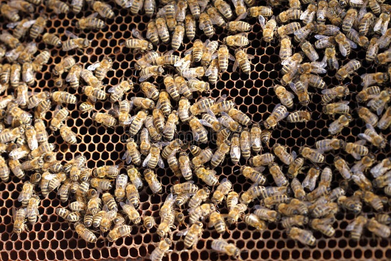 Many honey bees stock photo. Image of care, honey, healthy - 30748038