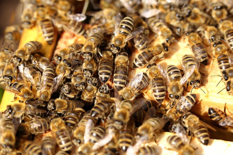 Many Honey Bees are Working Stock Image - Image of dance, insect: 154468999