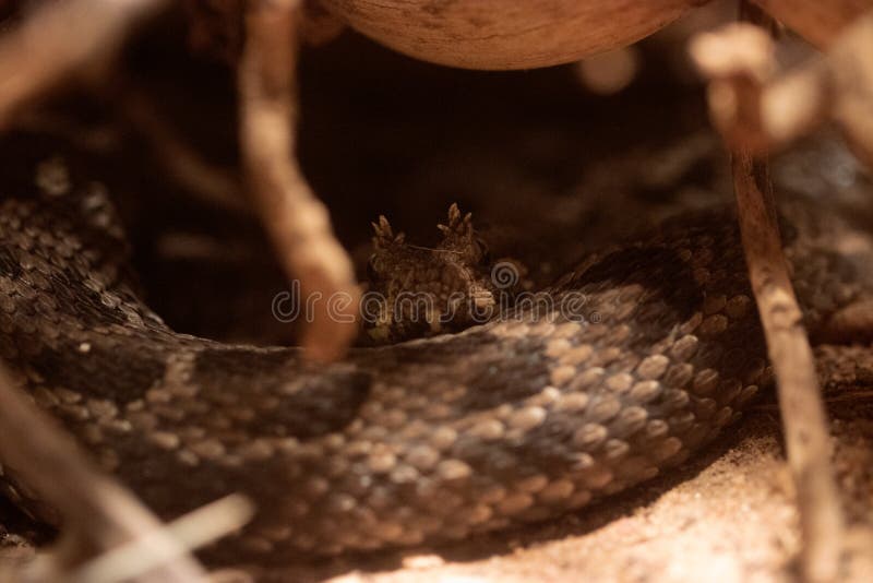 Horned adder stock photo. Image of adders, reptile, viper - 12543752