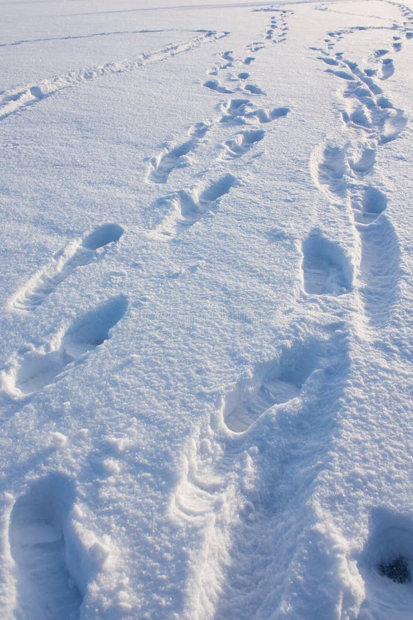 Many Human Footprints in Snow Stock Photo - Image of texture, path ...