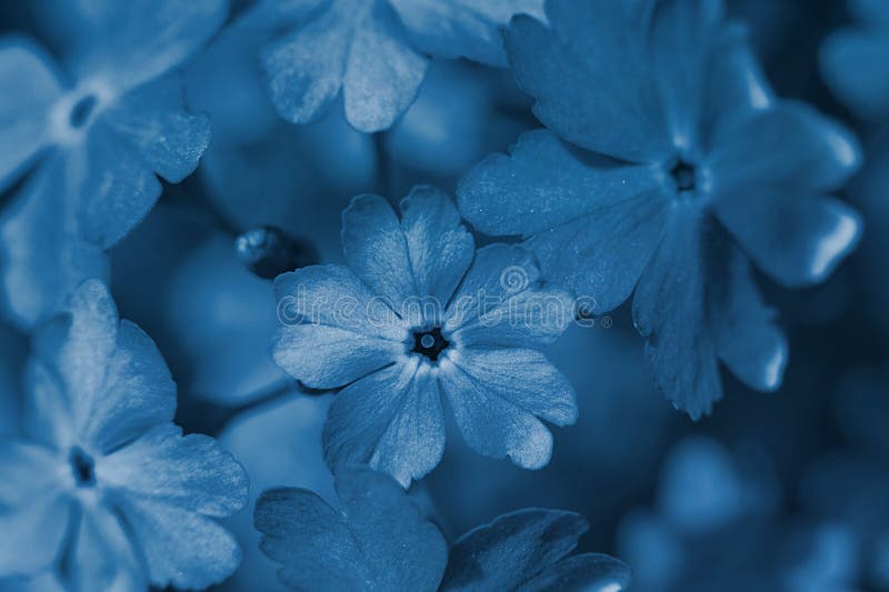 Many Identical Little Flowers in Color of the Year Classic Blue Stock ...