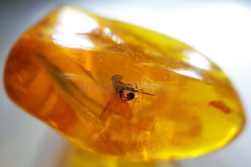 Animals of the amber totem stock photo. Image of incredibly - 119595516