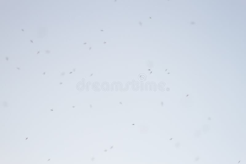 Many insects in the sky stock image. Image of wild, wing - 165245095